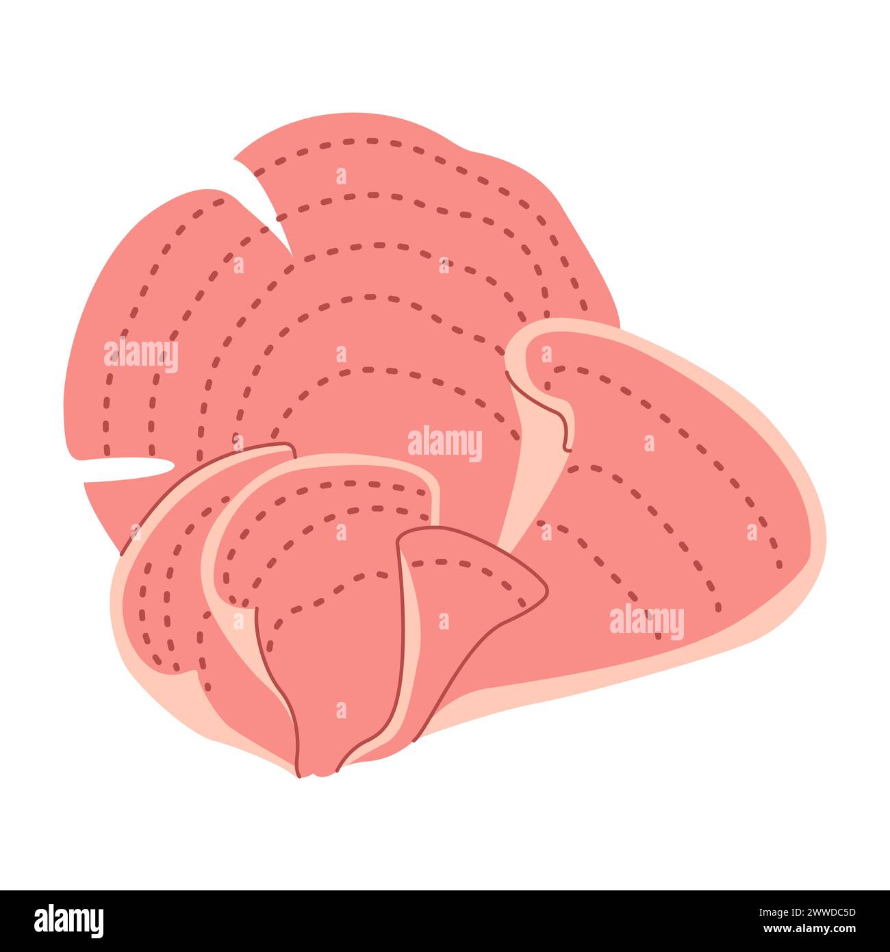 Vase coral. plating montipora. Corals colonies. Tropical waters fauna ...