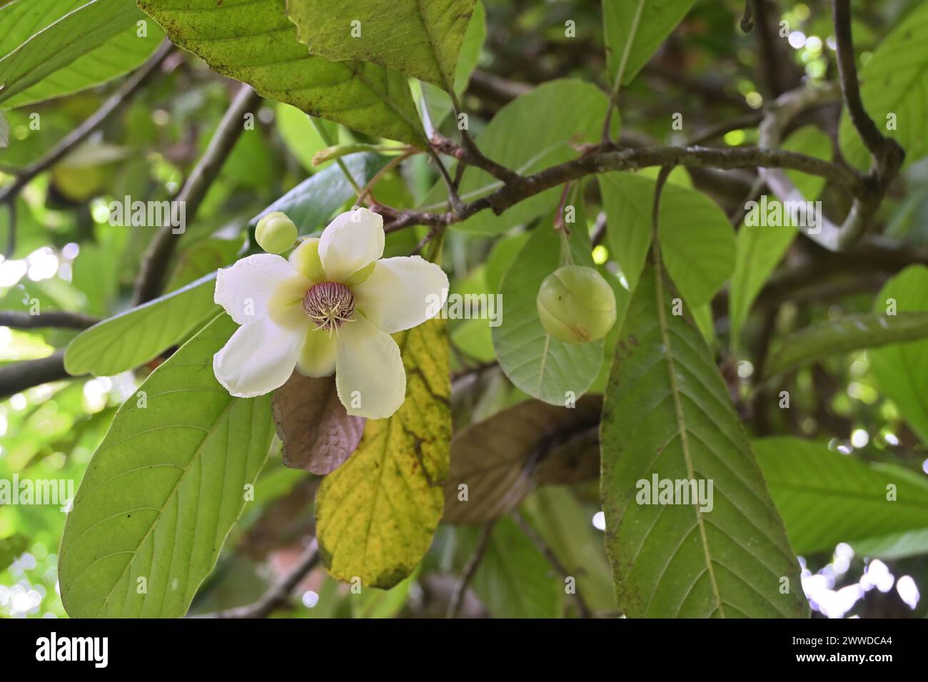 View of a facing downward white flower of a Dillenia tree (Dillenia ...