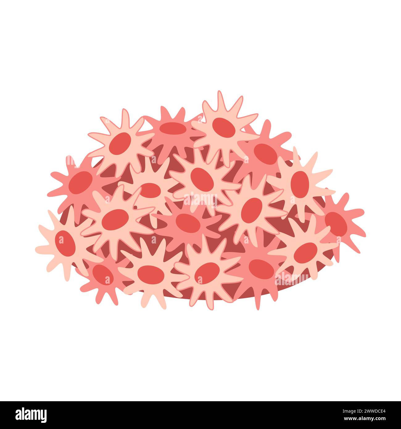 Sun Corals, sun polyps. Corals colonies. Tropical waters fauna. Hand ...