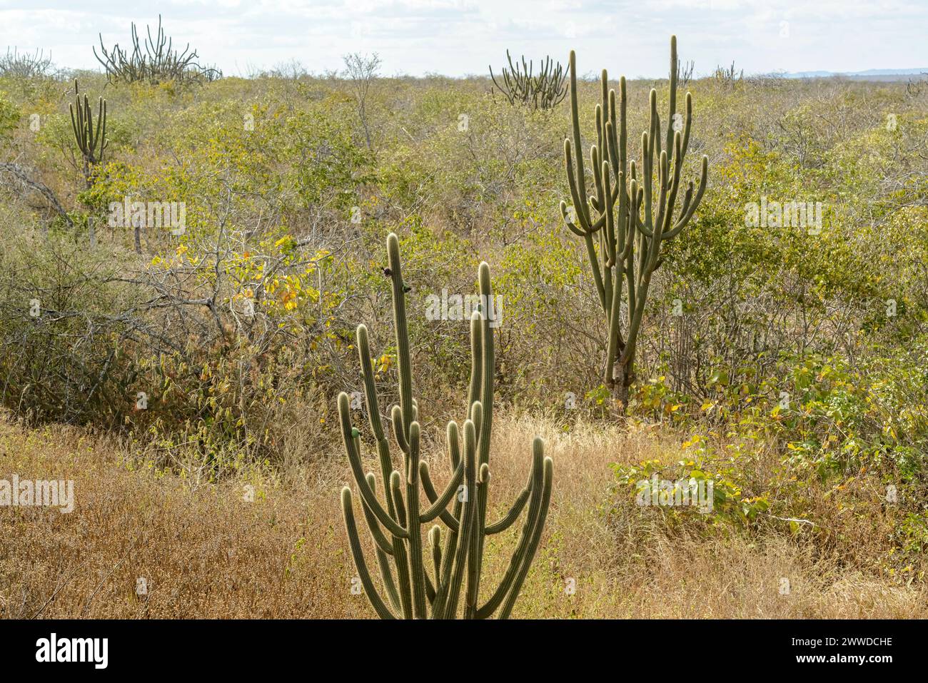 Brazilian biome Caatinga, typical vegetation with xique-xique cactus in ...