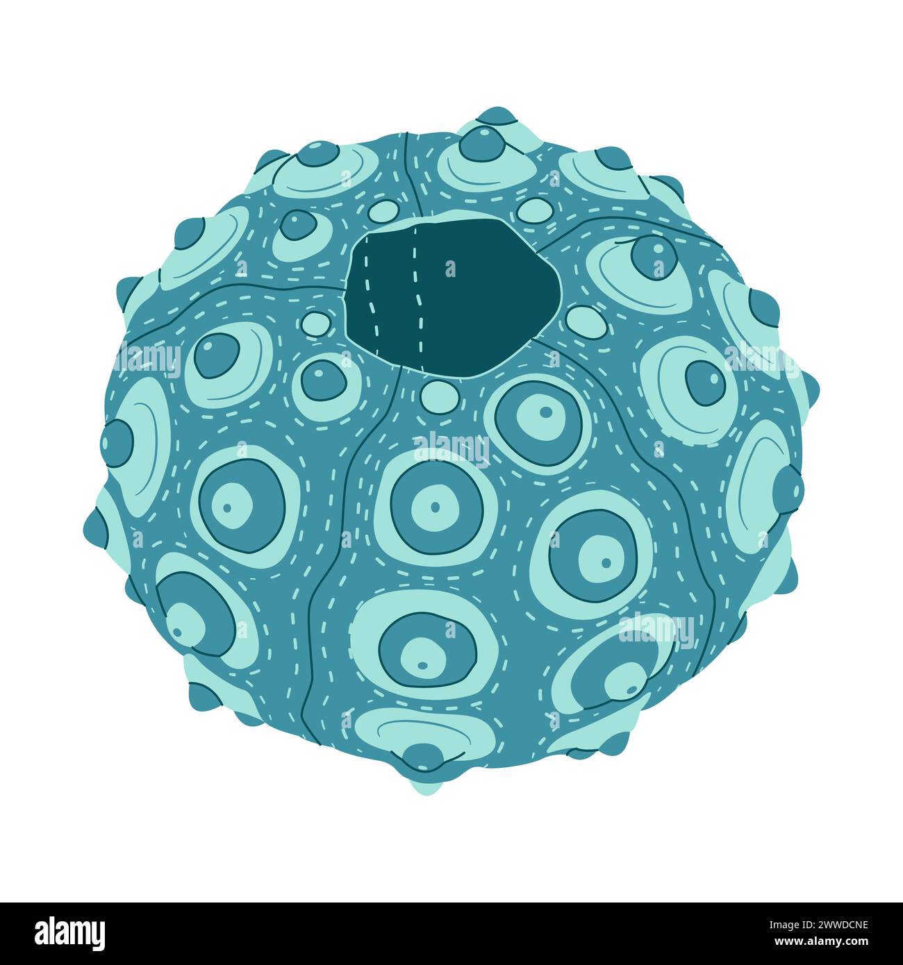 Sea urchin, vector flat illustration for your design. Blue seashell ...