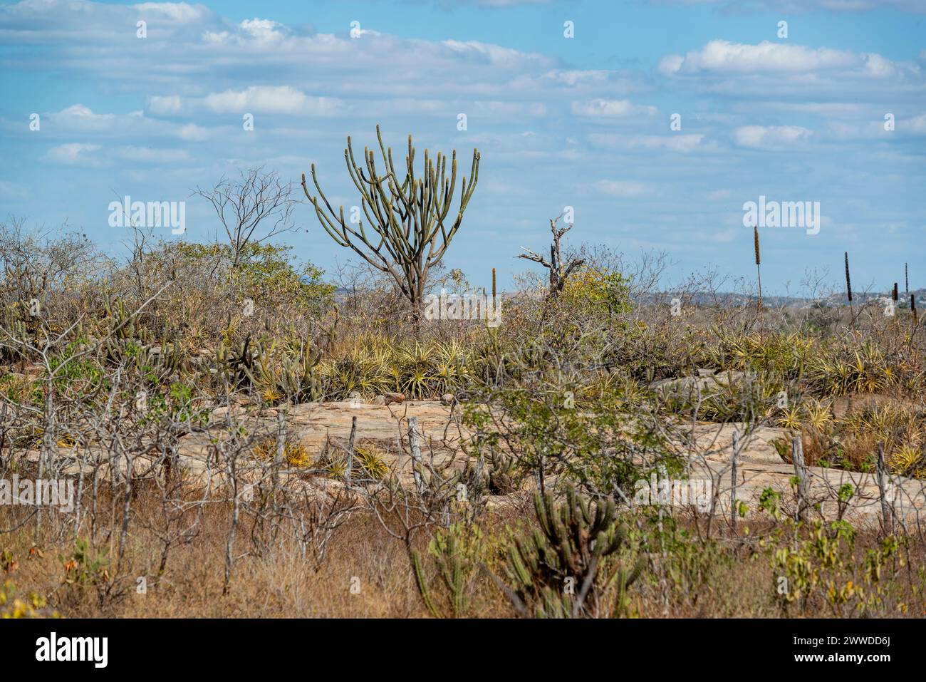Brazilian biome Caatinga, typical vegetation with xique-xique cactus in ...
