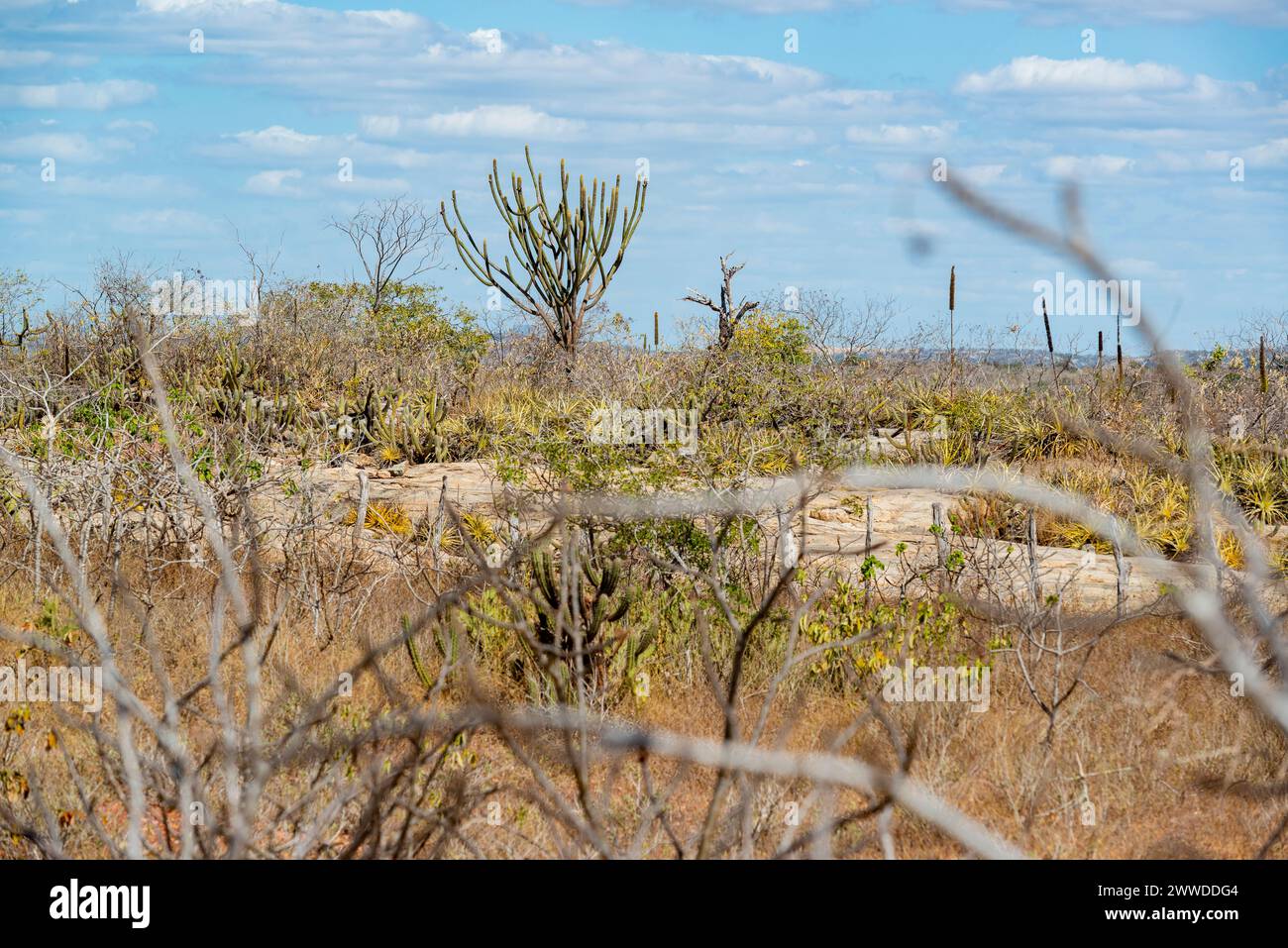 Brazilian biome Caatinga, typical vegetation with xique-xique cactus in ...