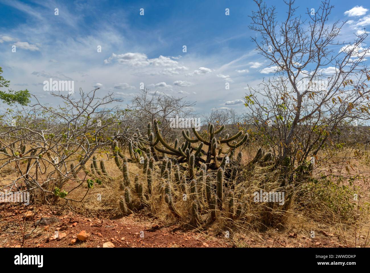 Brazilian biome Caatinga, typical vegetation with xique-xique cactus in ...