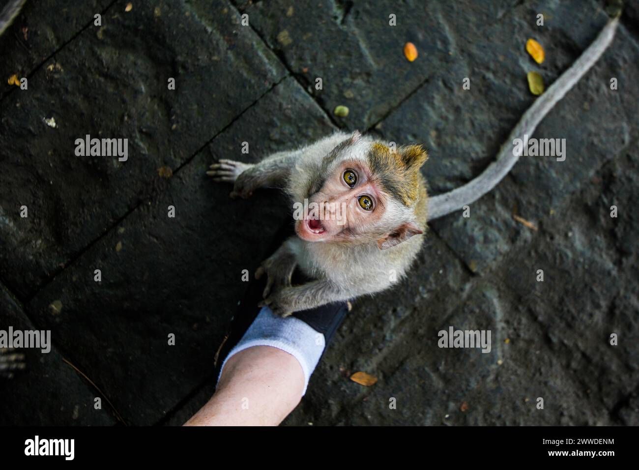 A curious monkey looks up, engaging directly with the camera above, on ...