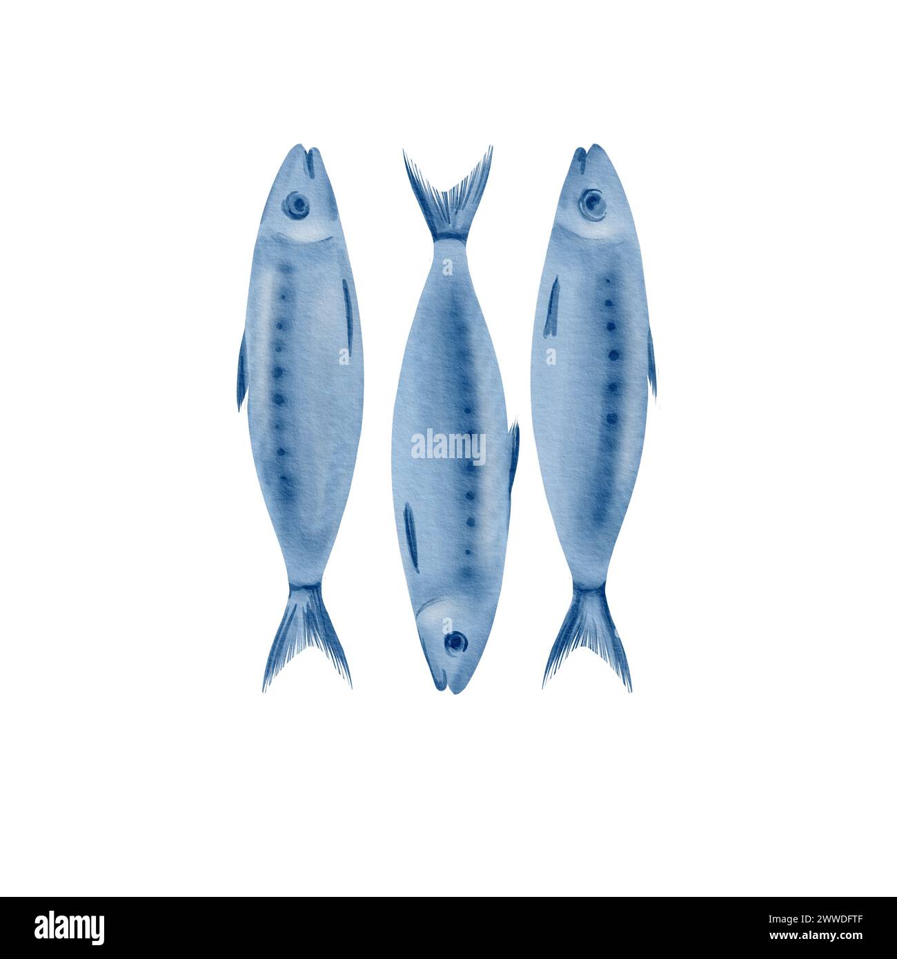 Fish sardine traditional Portuguese. Watercolor illustration. Element ...