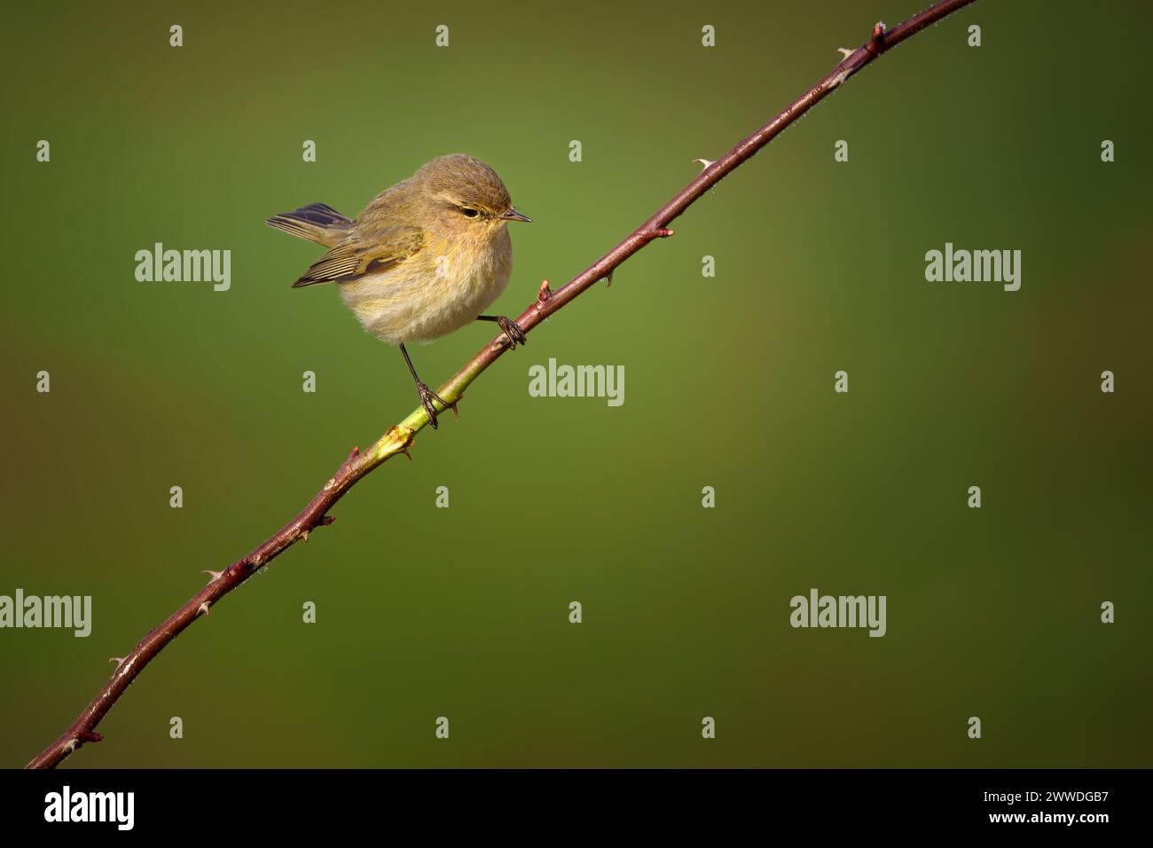 The common chiffchaff (Phylloscopus collybita), or simply the ...