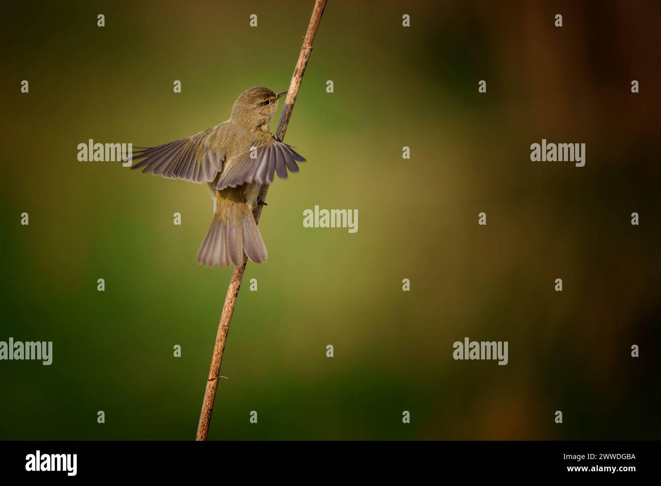 The common chiffchaff (Phylloscopus collybita), or simply the ...