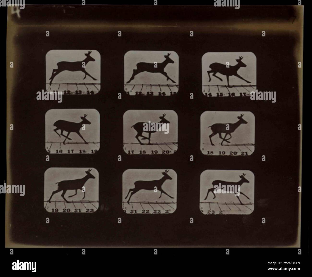 Eadweard muybridge animation hi-res stock photography and images - Alamy