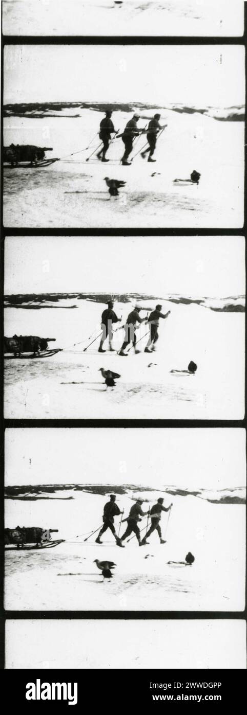Three men walking on ice pulling sledge Description: 'Photograph ...