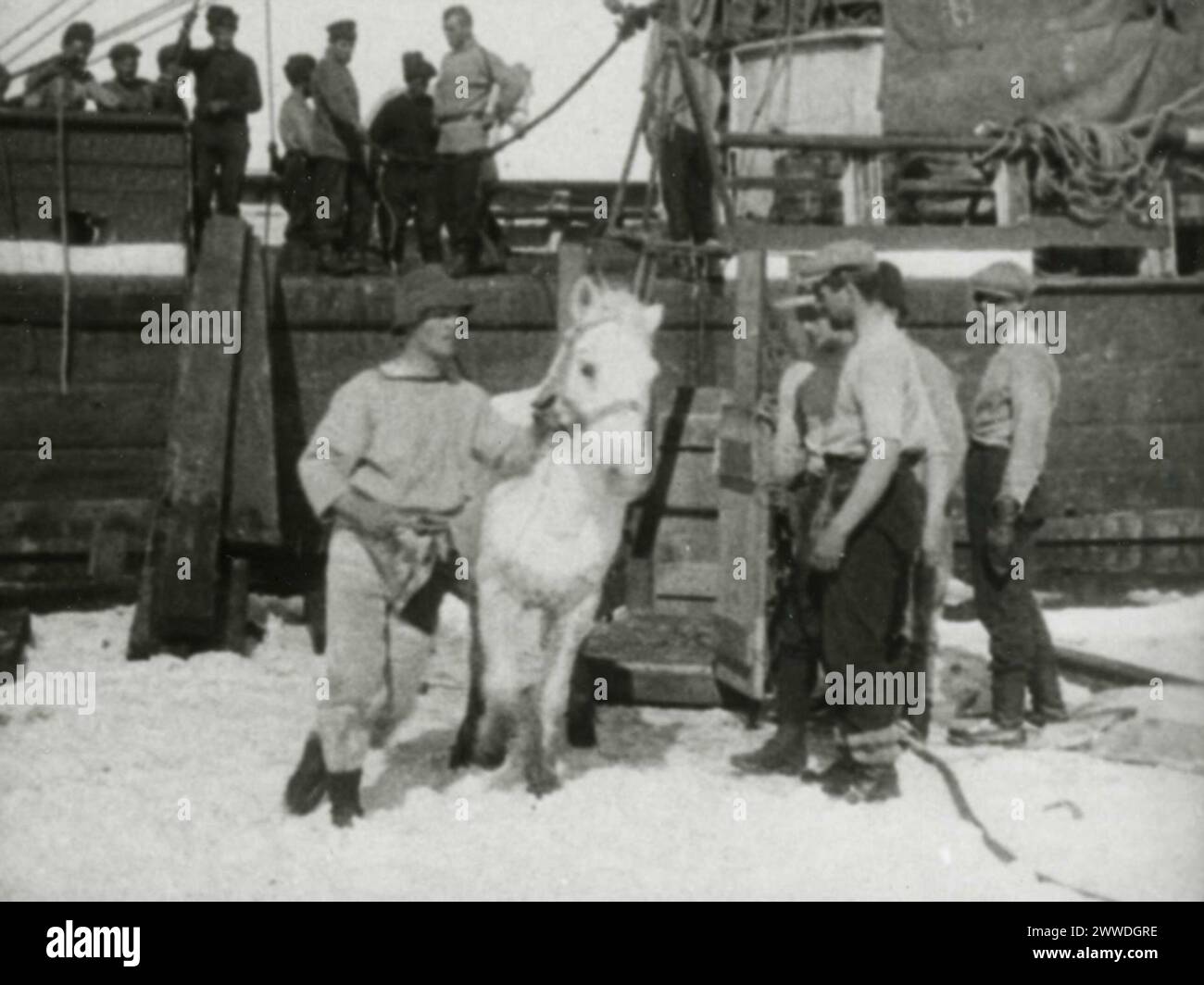 Scott expedition horse hi-res stock photography and images - Alamy