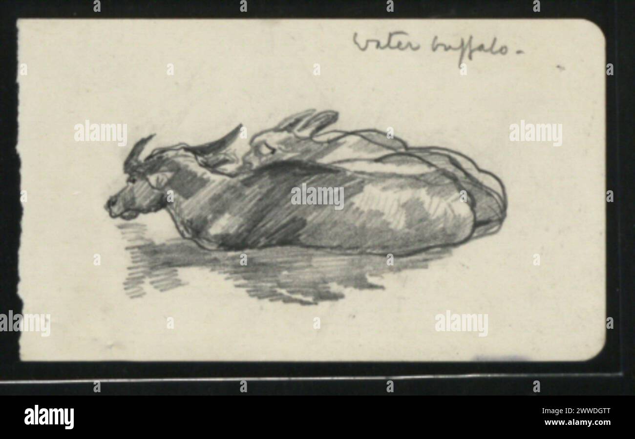 Description: Water buffalo. Location: Borneo asia, malaysia, borneo ...