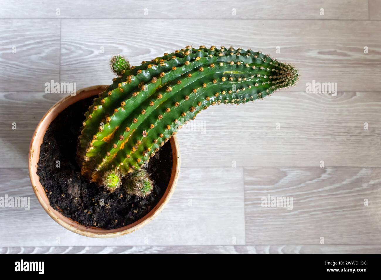 Cactus plant of unusual shape.Gardening tree indoor plant home leisure ...