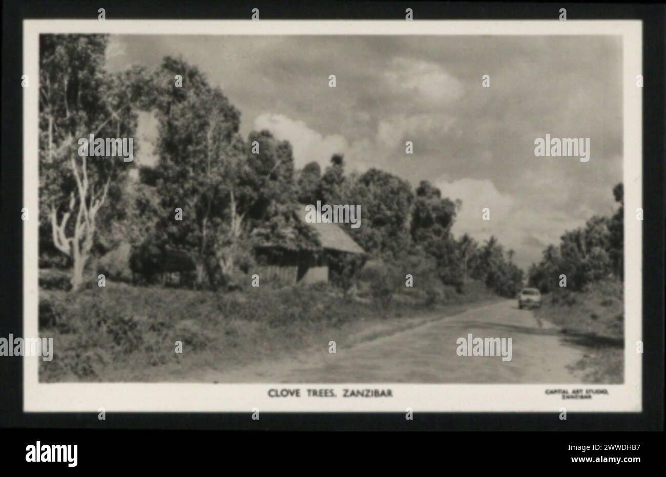 Description: Clove Trees. Zanzibar. Location: Zanzibar, Great Britain ...