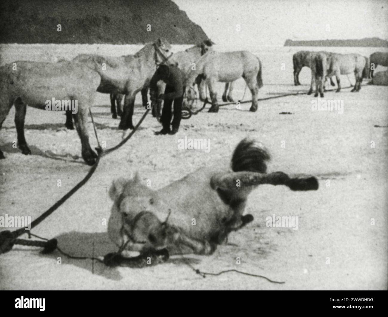 Tethered ponies Description: 'Photograph (Cinematograph Film) entitled ...