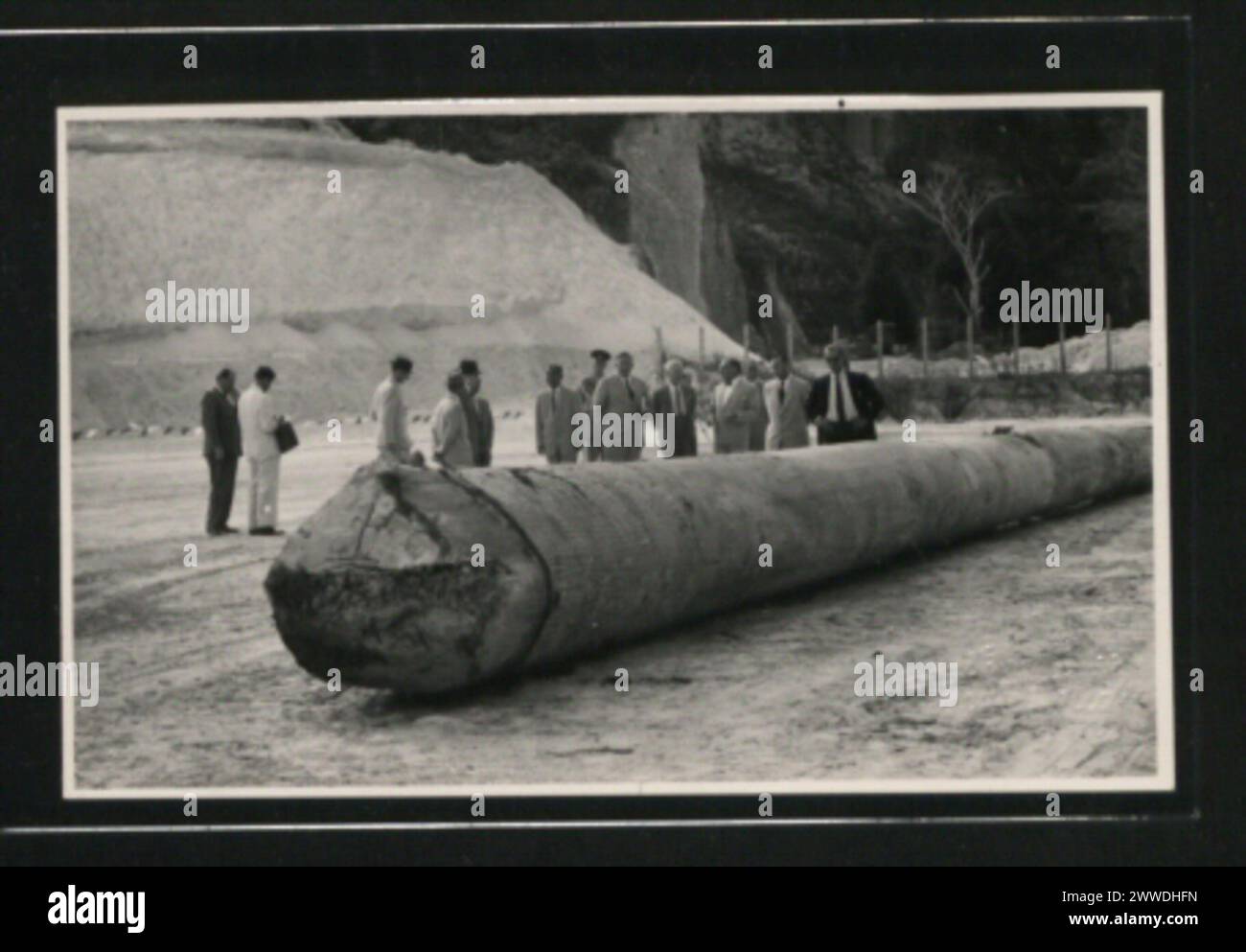 Description: A large log of urat mata more than 90' long. Location ...