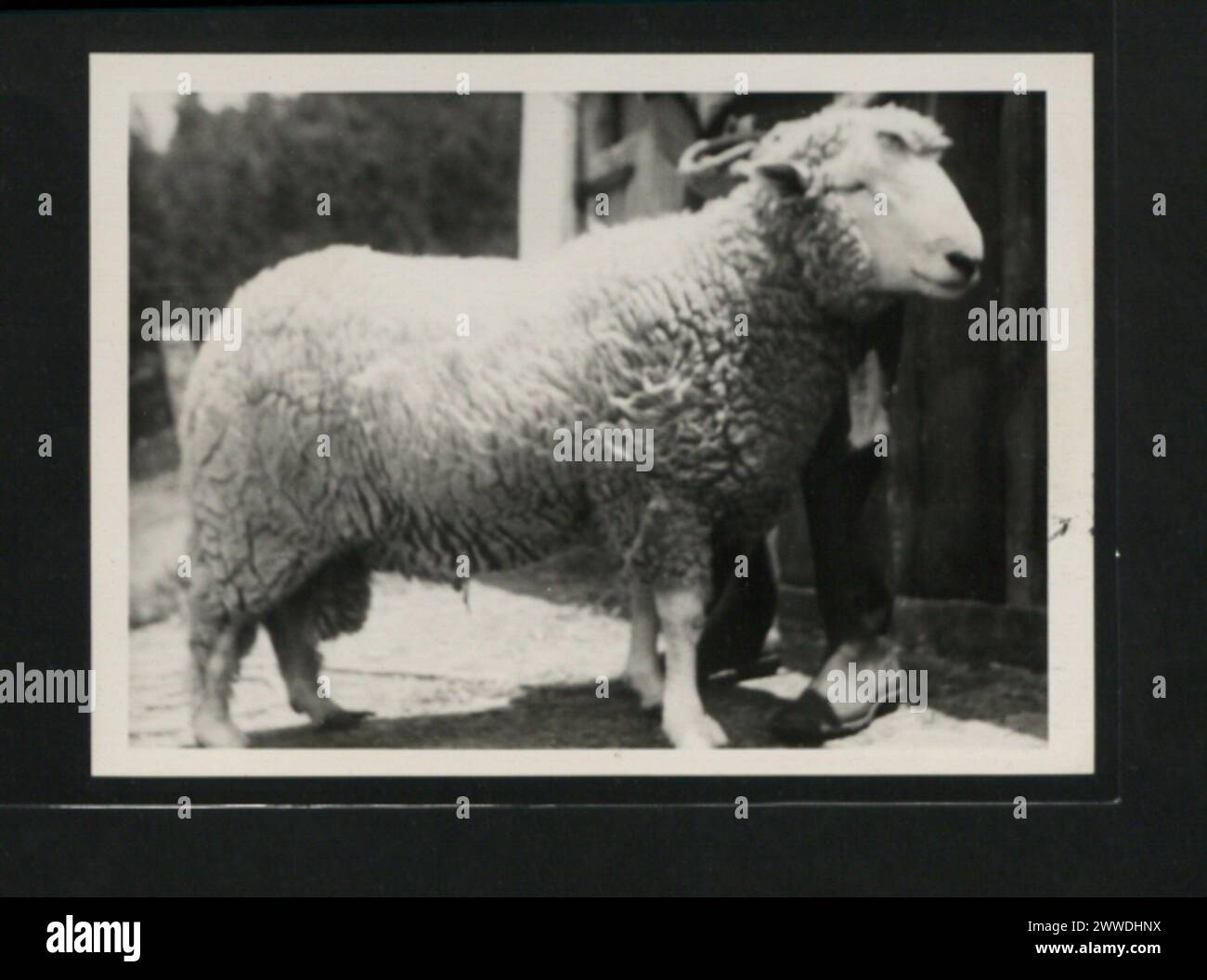 Description: Livestock improvement: half-bred Cheviot ram. Location: St ...