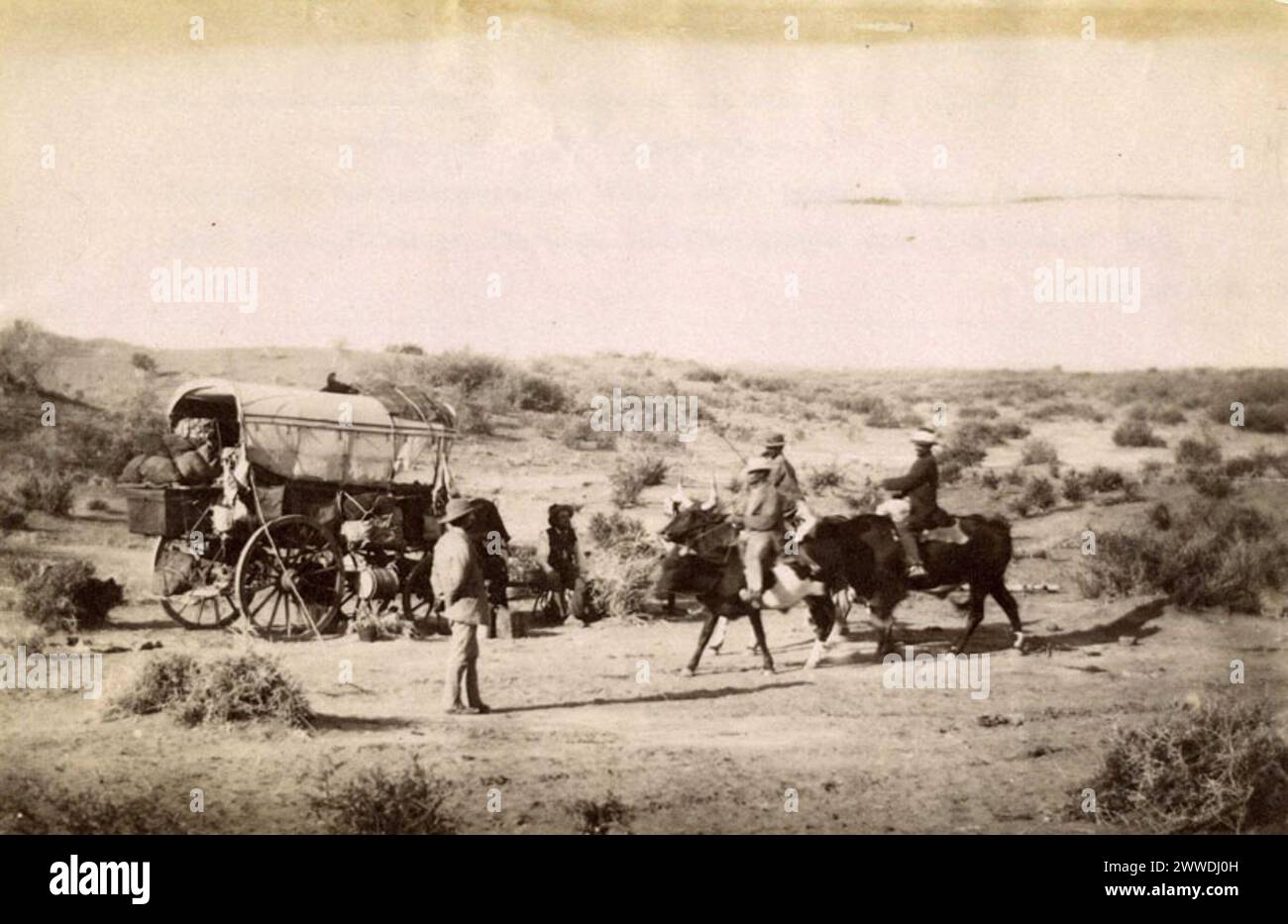 Oxen wagons hi-res stock photography and images - Alamy