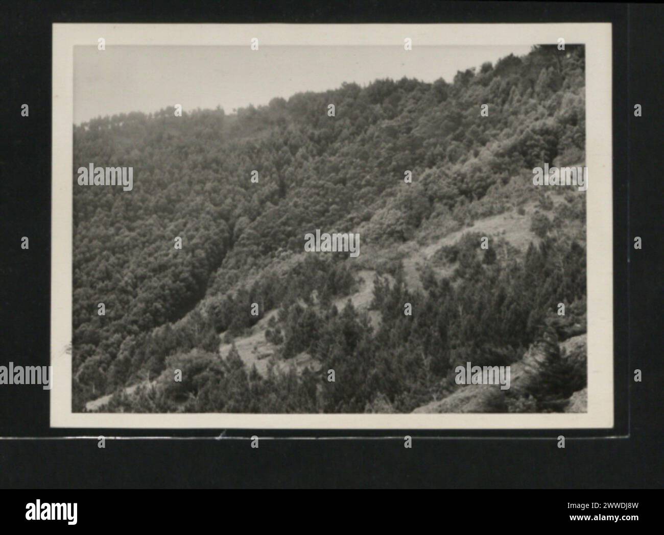 Photographs documenting re-afforestation at Thompson’s Wood on St ...