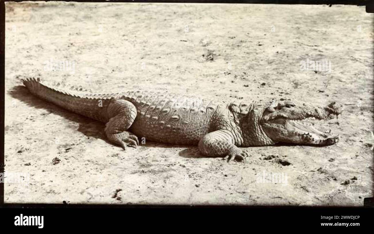Indian alligator Description: "An Indian alligator". Photograph taken ...