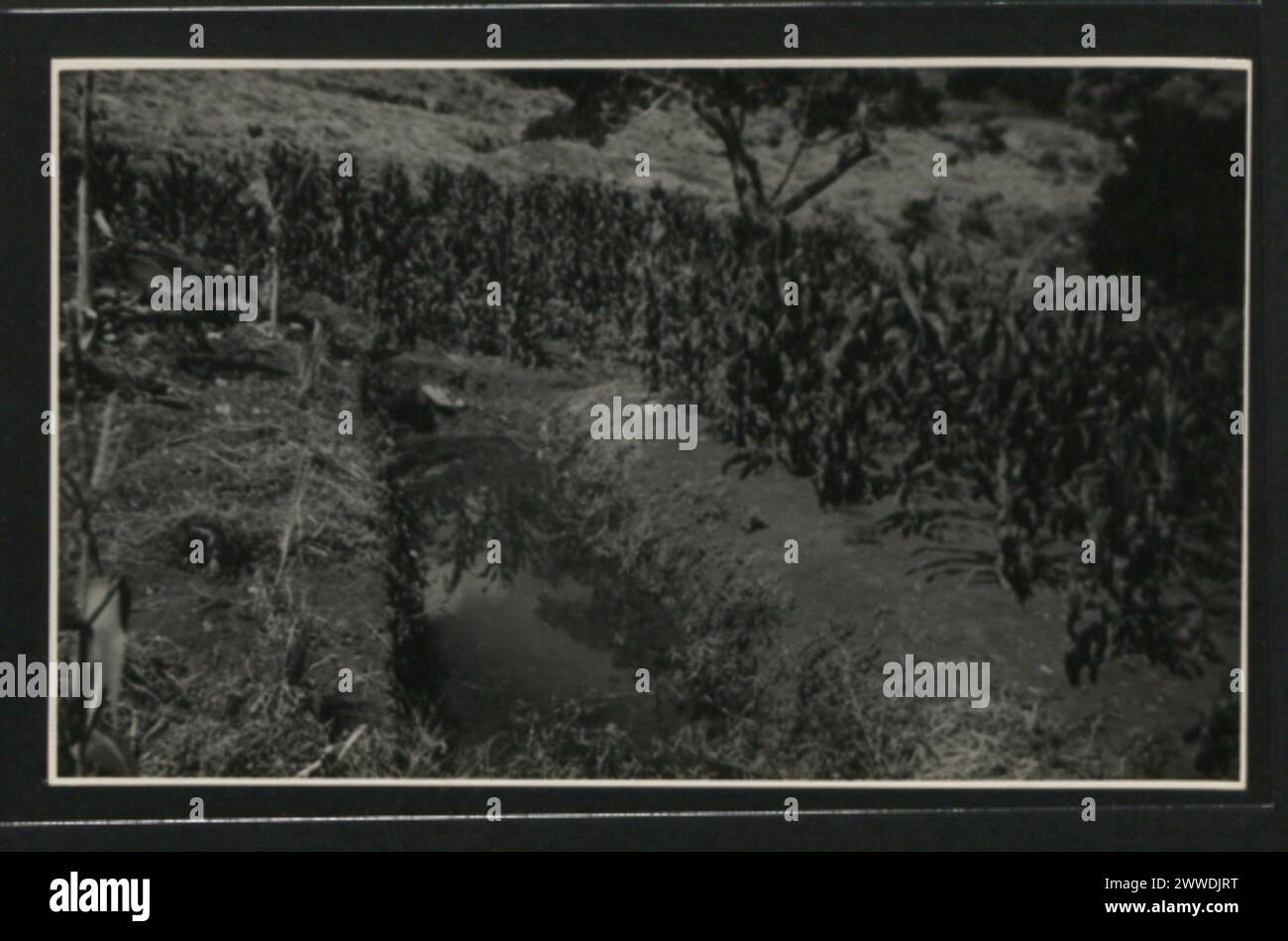 Description: New system. Step-dam holding water some weeks after last ...