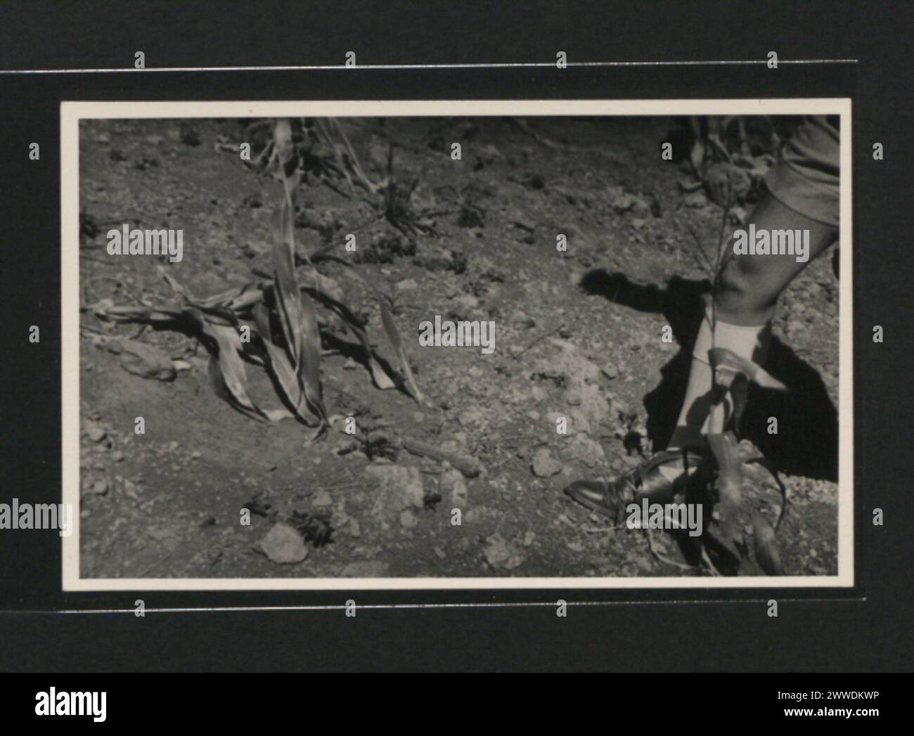 Description: Typical Rodriguan farm land showing exposed sub-soil and ...