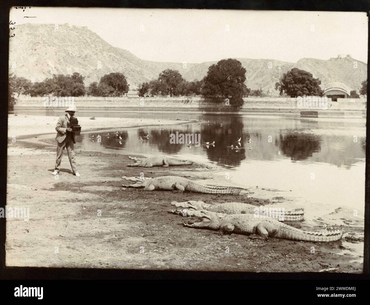 Photograph of alligators in India, including mugger crocodiles in ...