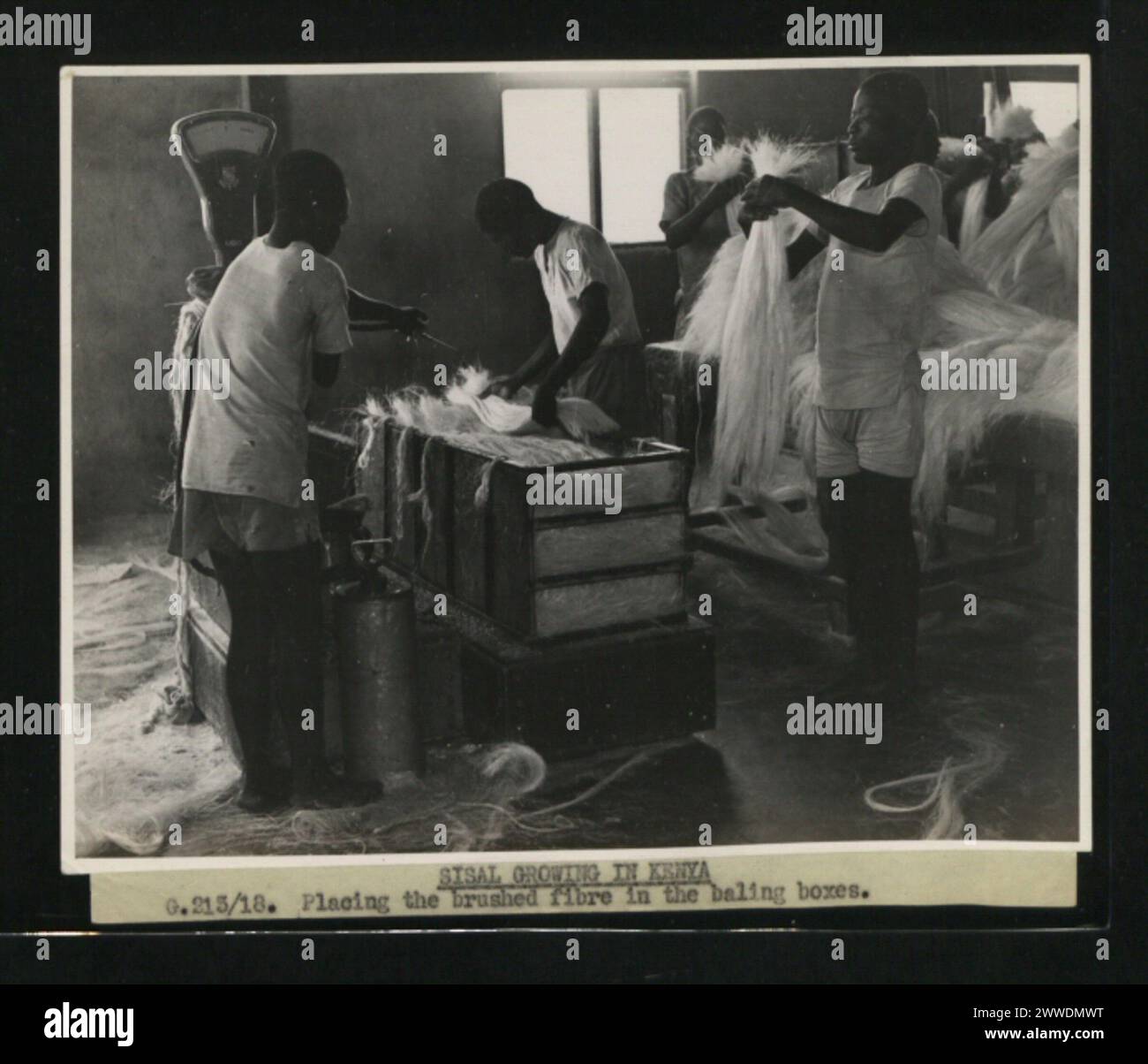 Description: Sisal growing in Kenya. G.215/17. Placing the brushed ...