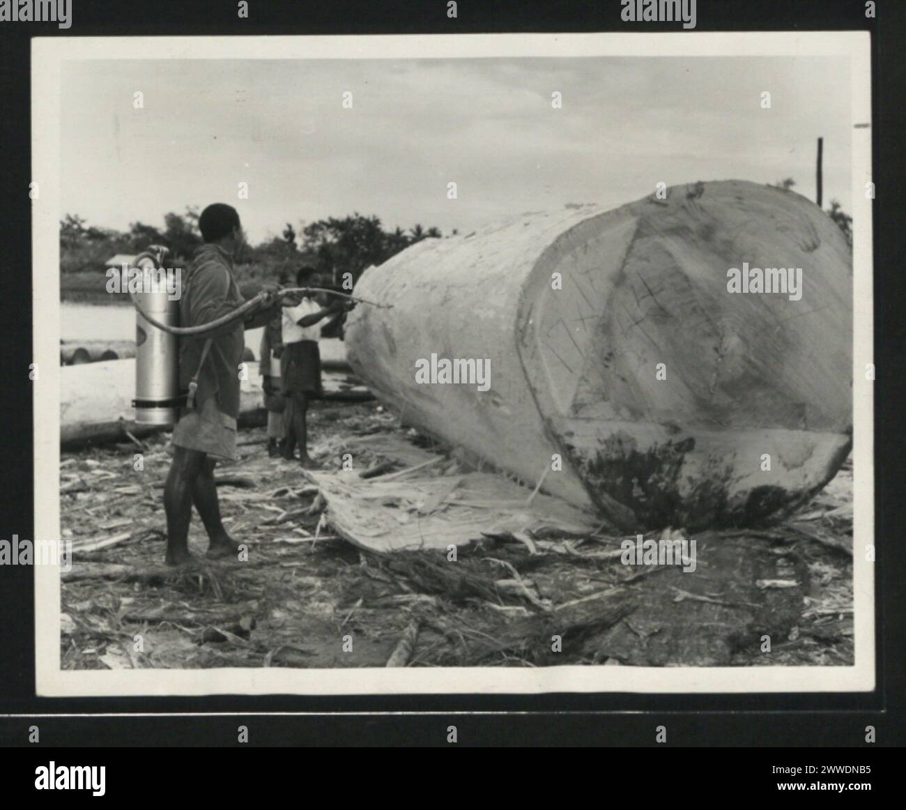 Obeche hi-res stock photography and images - Alamy