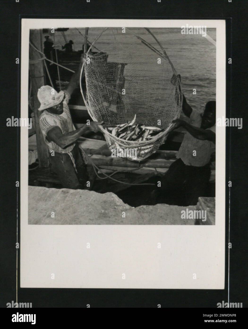 Landing of flying fish at Bridgetown, Barbados (1952-1955), showing ...