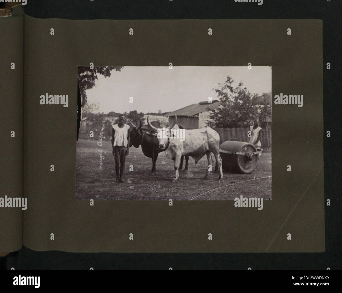 Draught oxen hi-res stock photography and images - Alamy