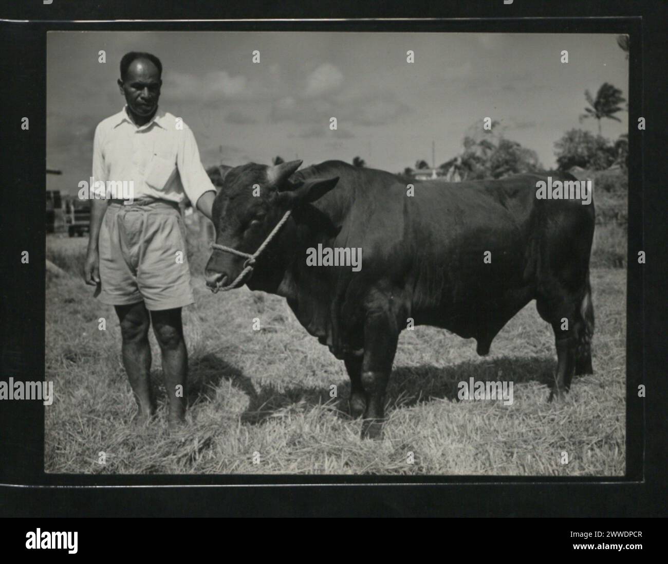 Description: Santa Gertrudis Bull introduced by the Agricultural ...