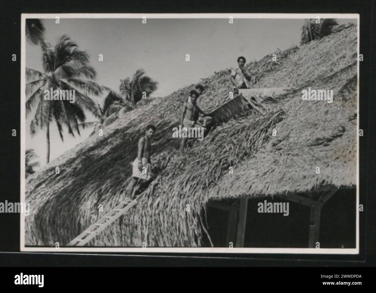 Description: Thatching a Maneaba - The traditional meeting place in a ...