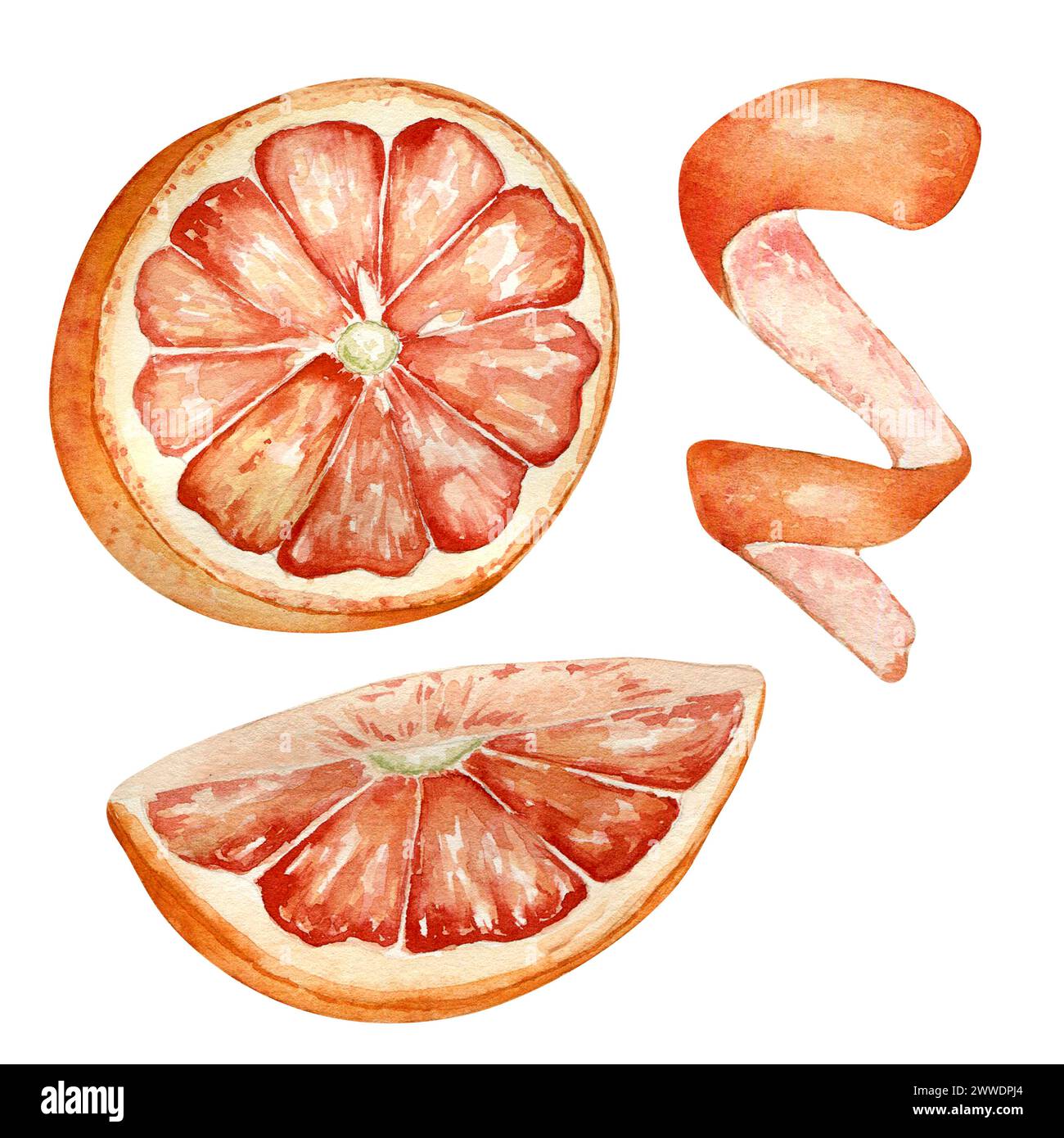 Pink ripe grapefruit watercolor illustration isolated on white. Set of ...