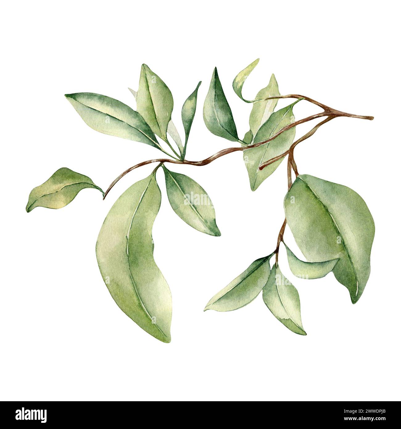 Leaves grapefruit tree watercolor illustration isolated on white ...