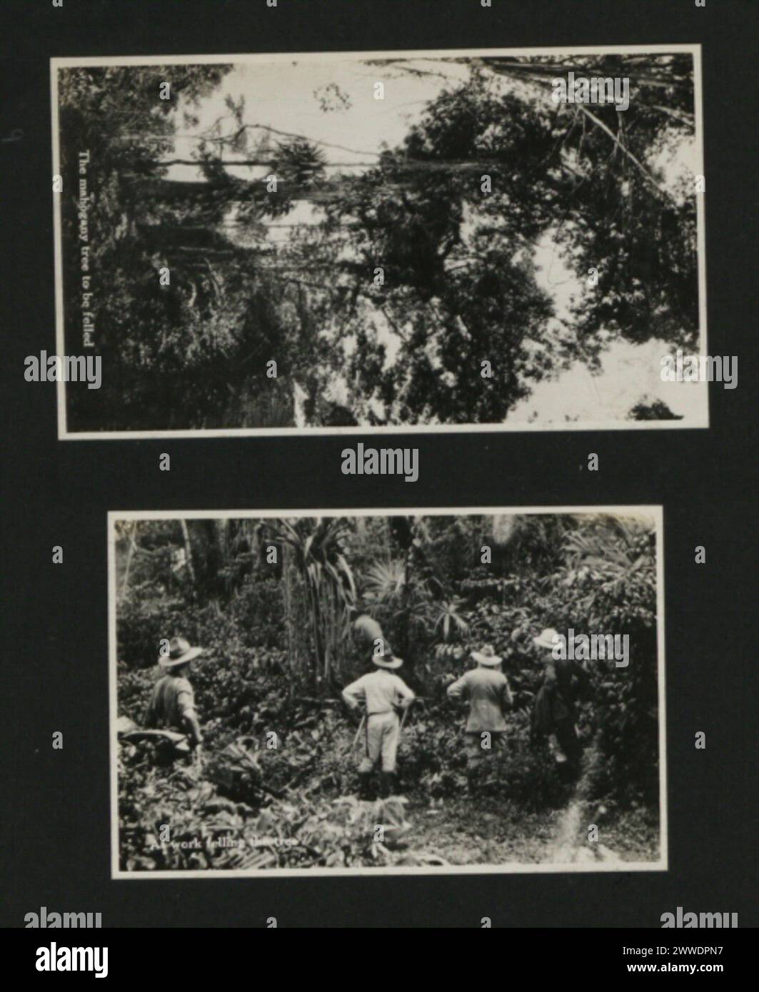 Felling mahogany hi-res stock photography and images - Alamy