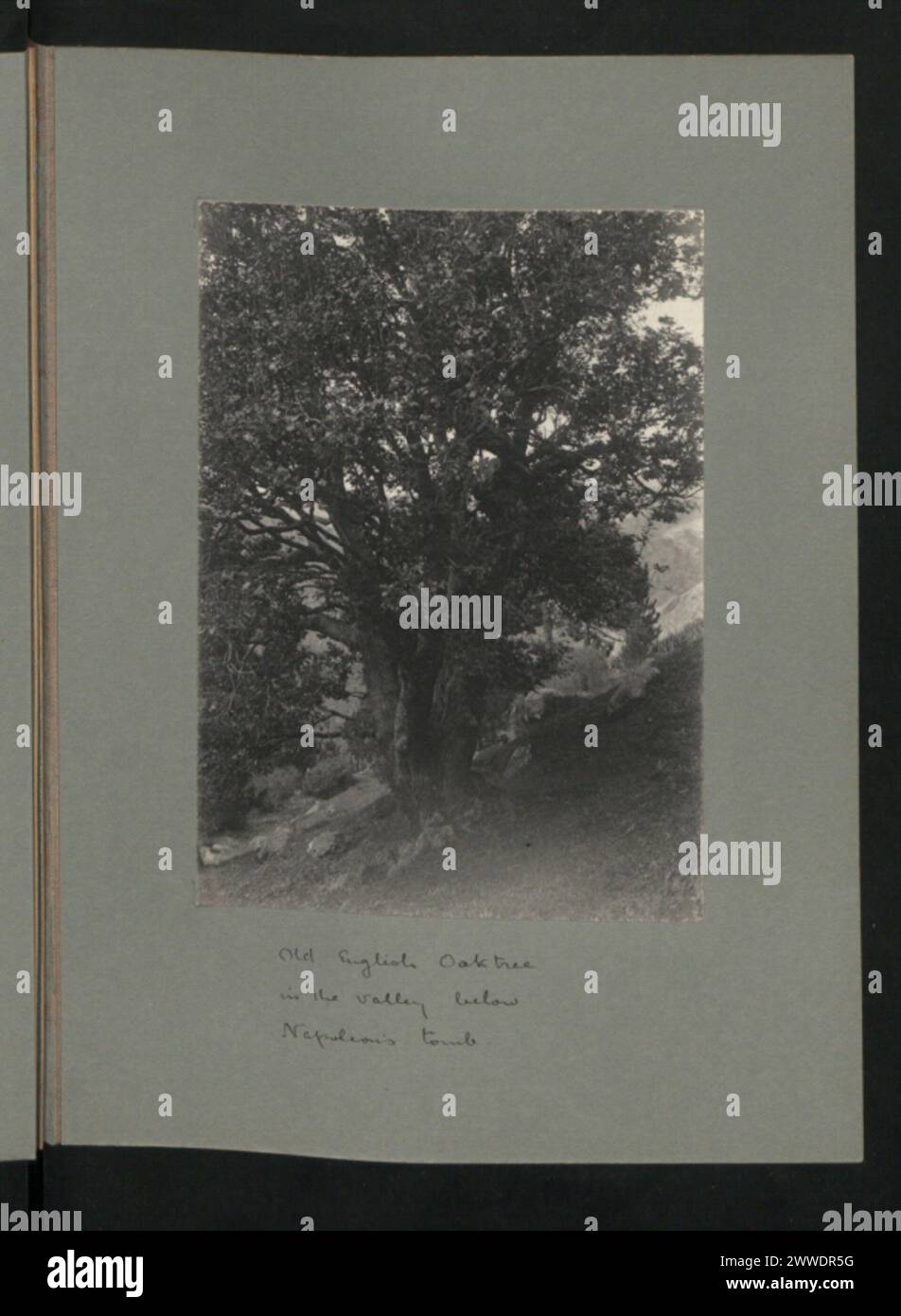 Description: Old English Oak tree in the valley below Napoleon's tomb ...