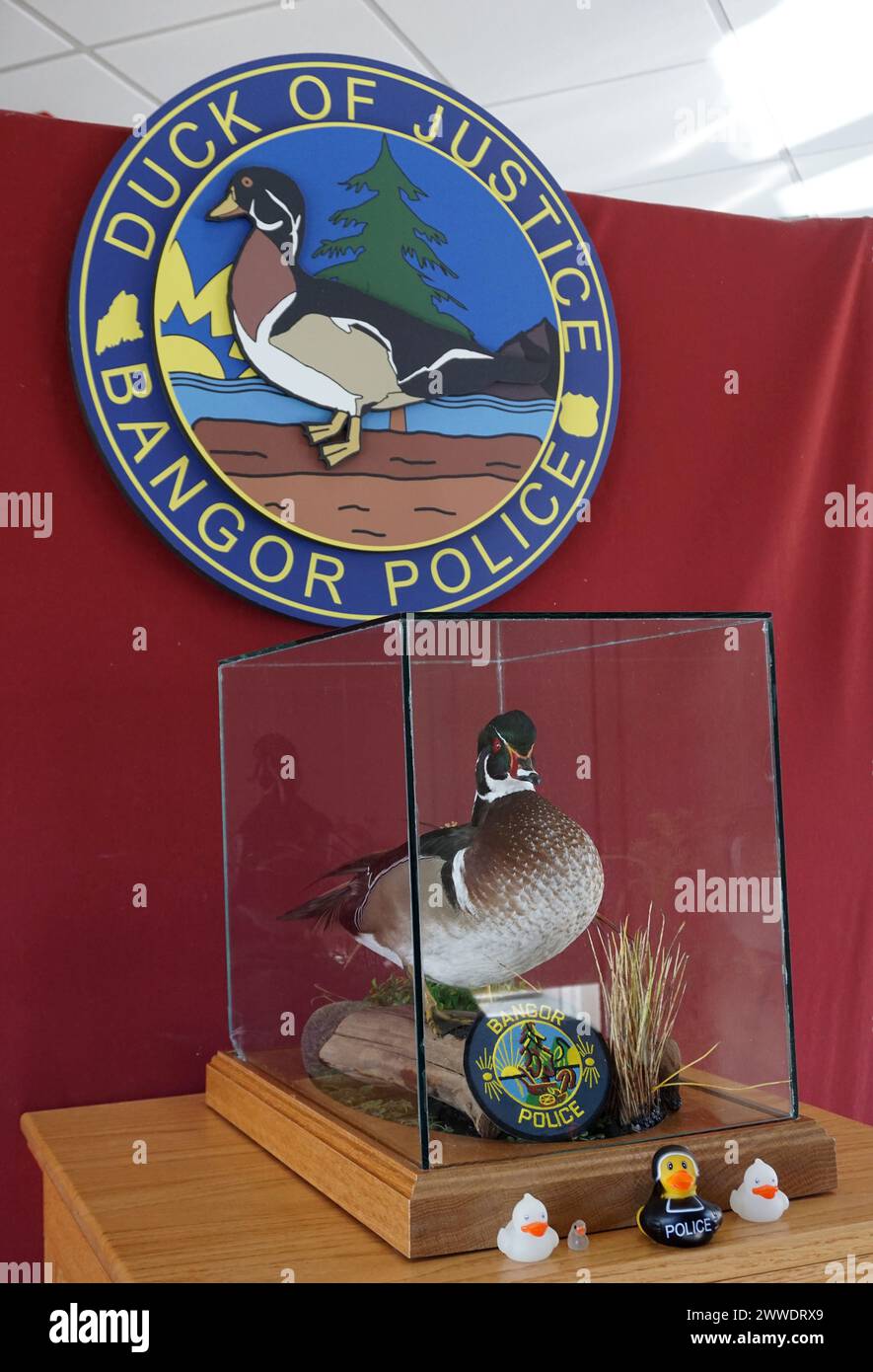 The Duck of Justice, Bangor Police Station Stock Photo - Alamy