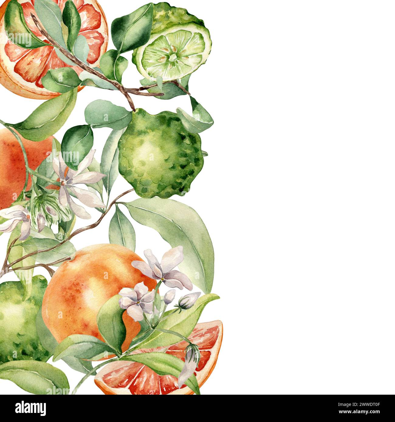 Border of grapefruit and bergamot citrus plants with jasmine flower watercolor isolated ...