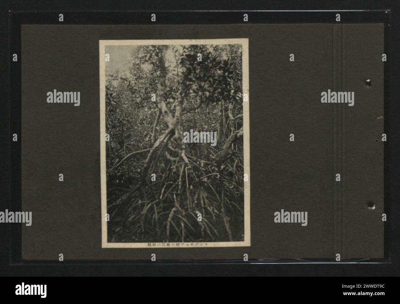 Description: Mangrove Trees Root System. Location: Borneo asia ...