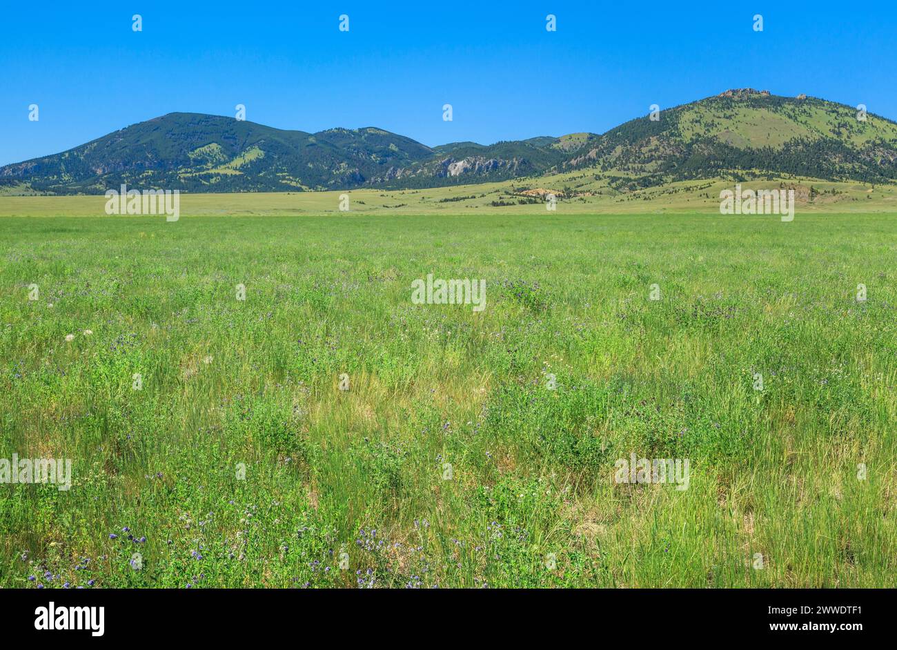 Cattle rocky mountains hi-res stock photography and images - Alamy