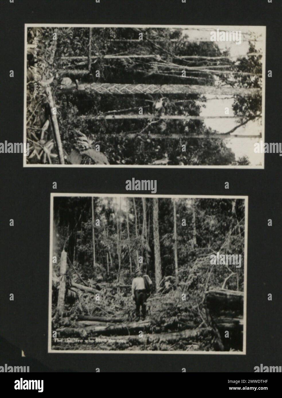 Description: Bleeding a tree for chicle. Location: Belize Date: 1917 ...