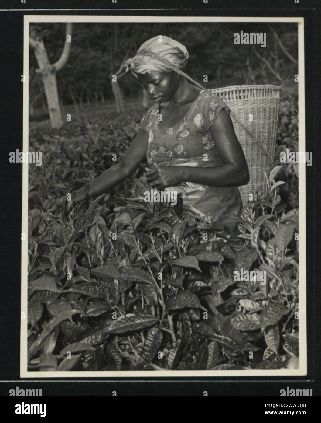 Tole tea estate hi-res stock photography and images - Alamy