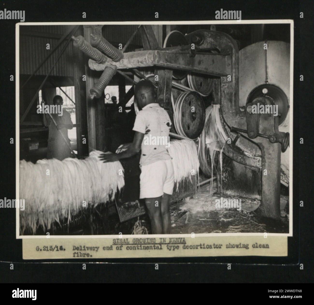 Description: Sisal growing in Kenya. G.215/14. Delivery end of ...