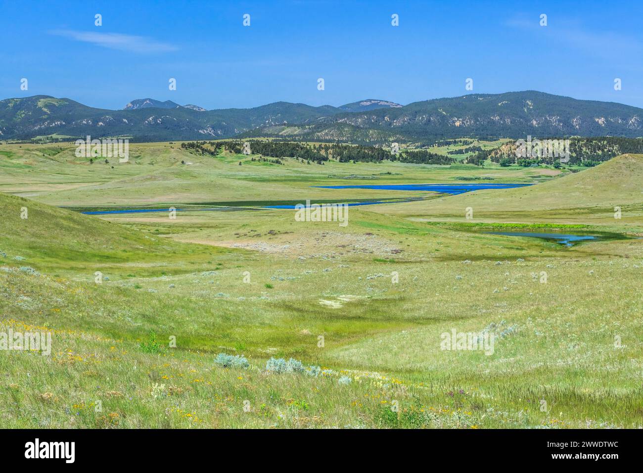 prairie wetlands below the little rocky mountains near zortman, montana ...