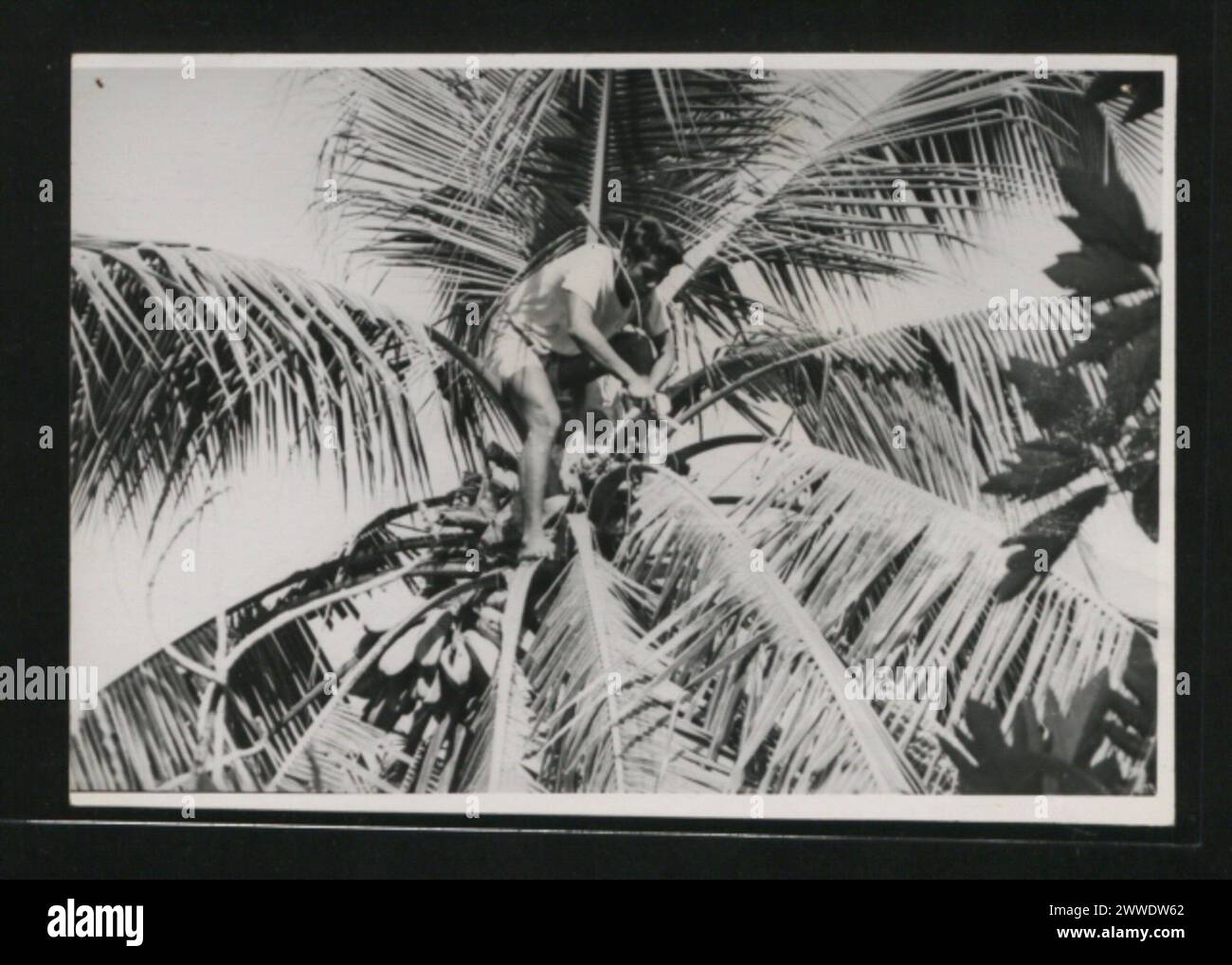 Description: A toddy cutter collecting the sap from a coconut tree ...