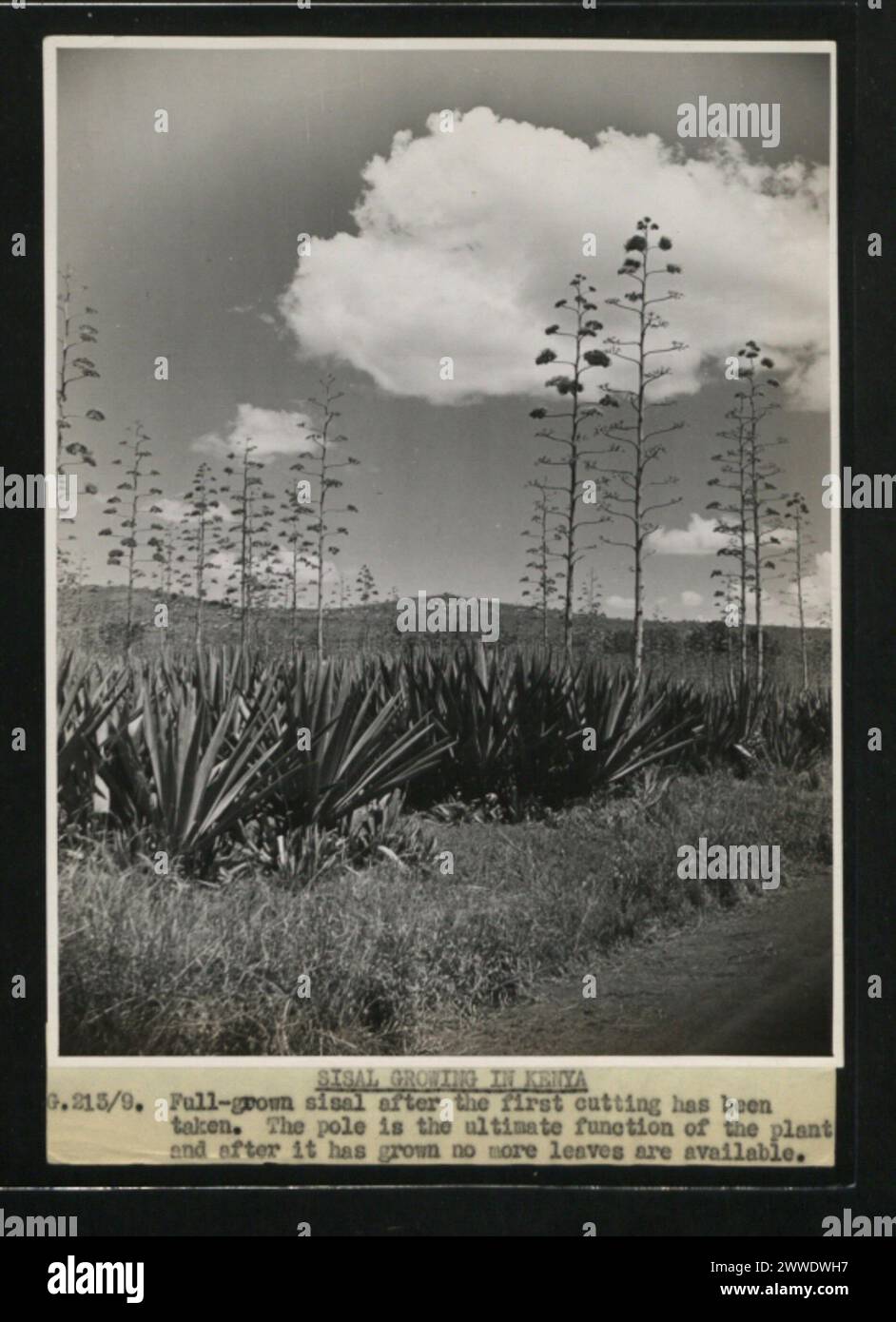 Description: Sisal growing in Kenya. G.213/8. Full-grown sisal after ...