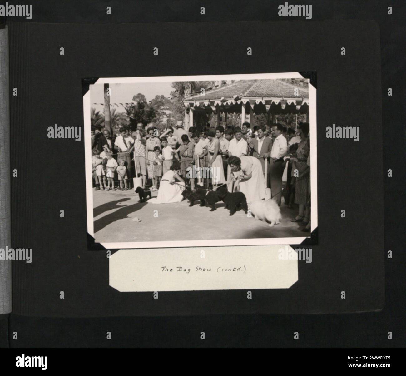 Multiple dog breeds hi-res stock photography and images - Alamy