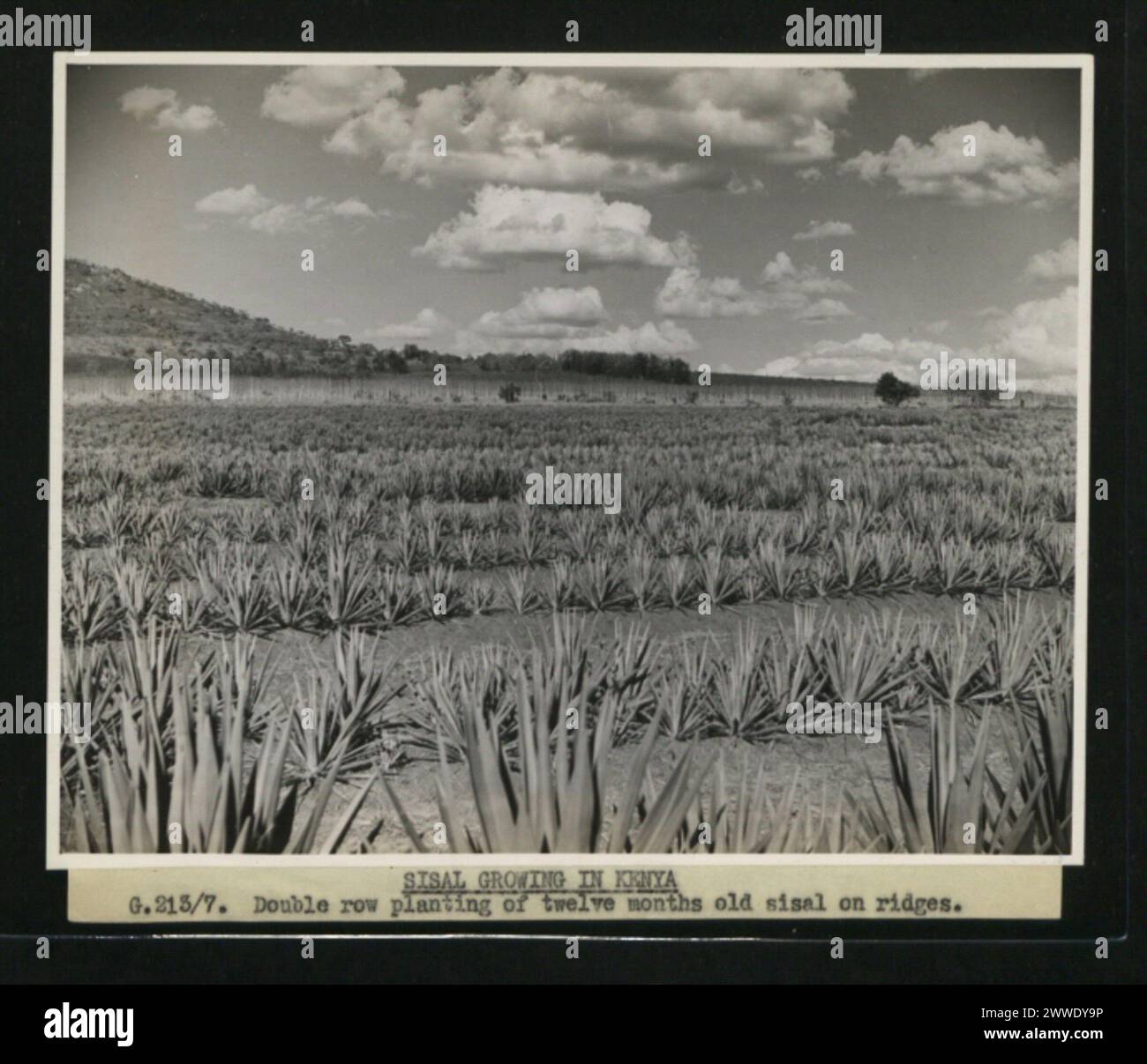 Description: Sisal growing in Kenya. G.213/7. Double row planting of ...