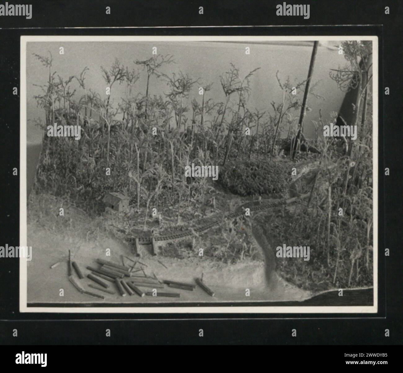 Model of a typical annual licensee's working area in Borneo, showing layout for logging ...